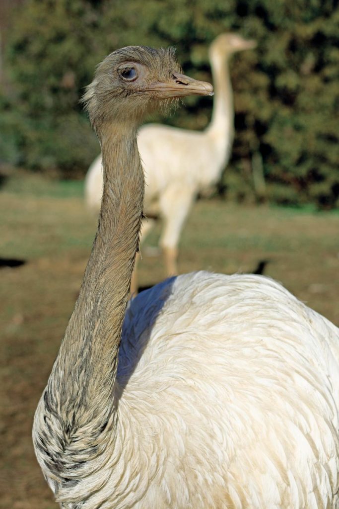 Raising Rhea Birds to Diversify - Backyard Poultry